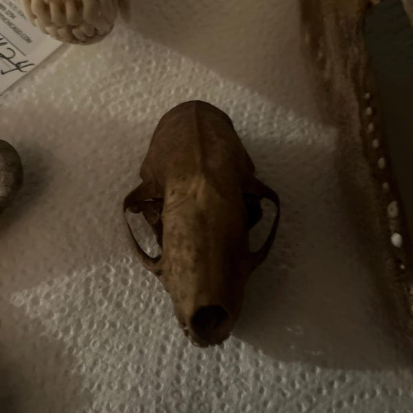 Real Craft Weasel Skulls top Half Only, Natural Color, Nature Cleaned ...