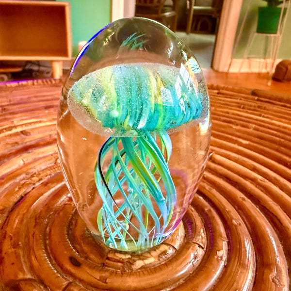 Arrowhead Sand Dollar Shell Extra Large Encope Michelini (1 Shell ...