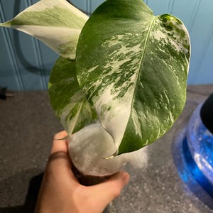 Albo Monstera Deliciosa Variegated white Tiger Kunzo Lineage USA Seller ...