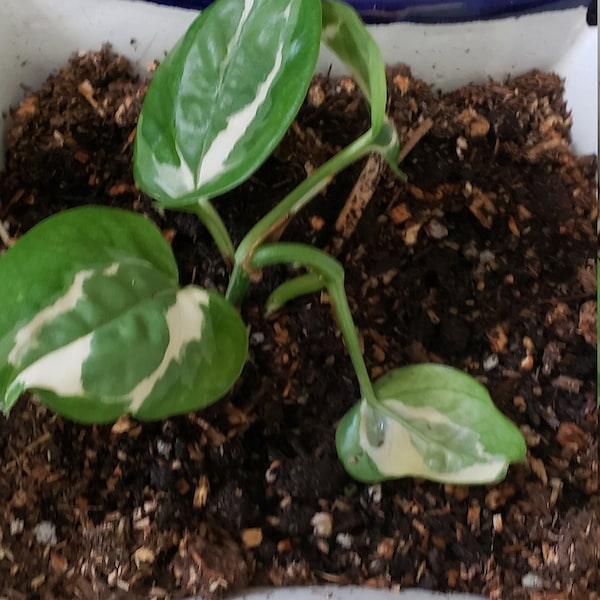 Scindapsus Silver Hero - Etsy