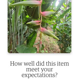 Musa Coccinea Scarlet Banana Live Rhizome Tropical Plant Exotic - Etsy