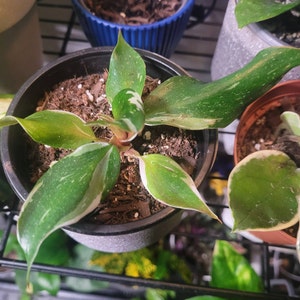 Alocasia Dragons Tooth Starter Plant must Buy A Minimum of ANY 2 PLANTS ...