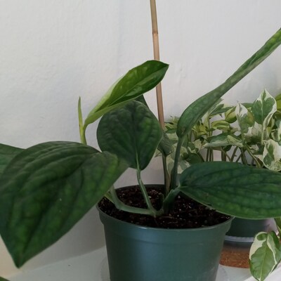Monstera Peru in 6 Pot, Rare Plant, House Plant - Etsy