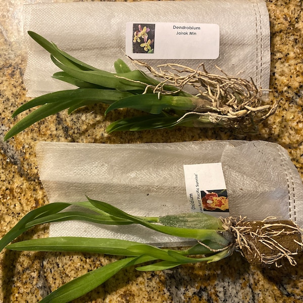 Mini Orchids - Rare - Perfect for Terrariums, Lonopsis, Mini Vandas ...