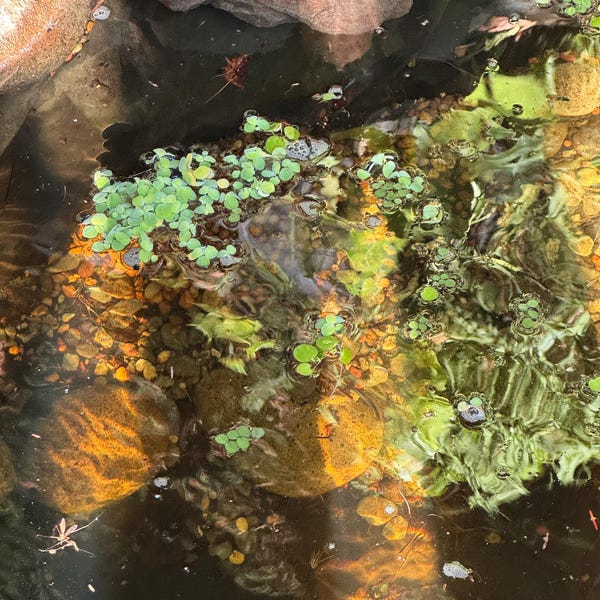 Floating Plant Package #1, Frogbit + Dwarf Water Lettuce + Water ...
