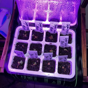 15 Heirloom Chinese Redbud, Tree Seeds. USA, Beautiful Pink Flowers ...