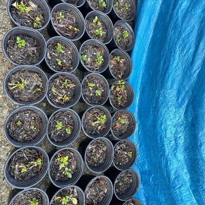50 Bugleweed ajuga Reptans Chocolate Leaved Bare-rooted Starter Plants ...
