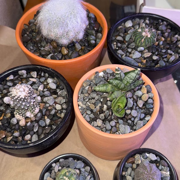 Rare Cactus - Coryphantha Elephantidens Cv. Inermis Offset (1”), Live ...