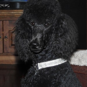 Pearls, Hearts & Real Rhinestone Collar, Luxury Thick Designer Girl Dog ...