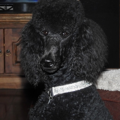 Platinum & Rhinestone Glam Cane, Derby Pearl Handle, Disability Gift ...