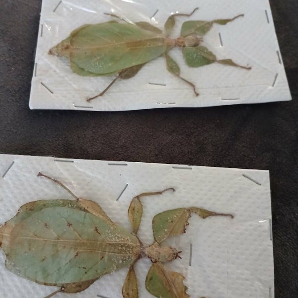 The GIANT Centipede scolopendra Subspinipes Framed & Mounted Arachnid ...