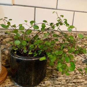 Scented Geranium Topiary Braid or Twist in a 6 Pot - Etsy