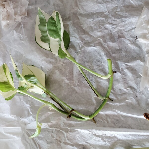 IPhone Lockscreen Classic Ipod Wallpaper Pack [3 HD Images] - Etsy