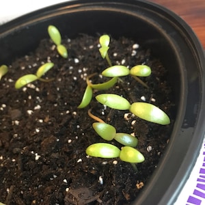 Acacia Tree Seed Assortment 10 Diff. Packs of 25 Seeds Ea. | Etsy