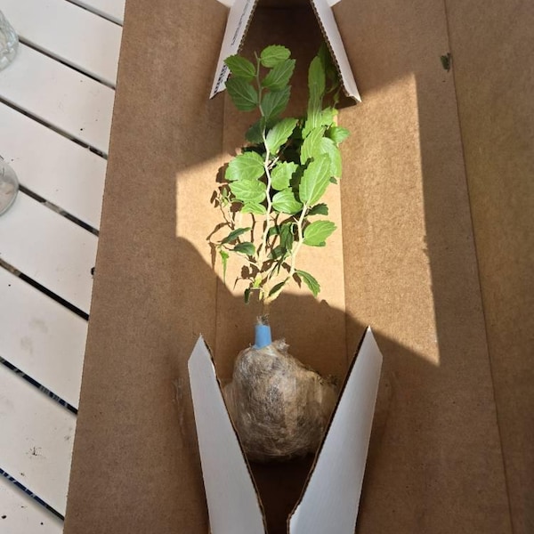 Huisache, Native Texas Tree Seeds and Seedlings: Vachellia Farnesiana ...