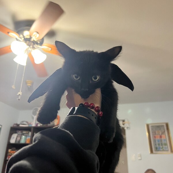 Cat Bat Wing Costume Cat Apparel / Clothing Pet - Etsy