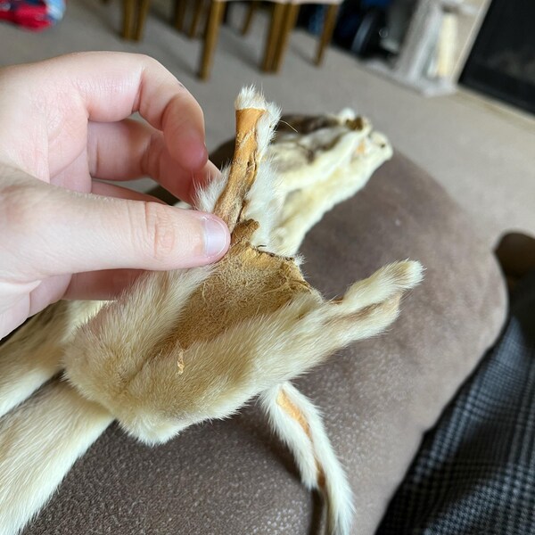 4 Muskrat Feet Real Animal Bone Taxidermy Weird Craft Parts Claws - Etsy