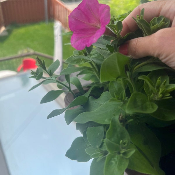 PERENNIAL | Hollyhock CHATER'S Double Triumph Mix | 20 Seeds | Althea ...