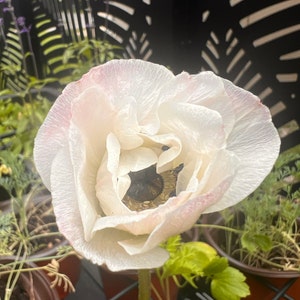 Clearance 20 Ixia Blue Bird Flower Bulbs From Easy to Grow - Etsy