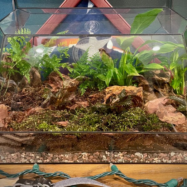 Glass Terrarium House | Window Sill Decor | Closed Terrarium in Various ...