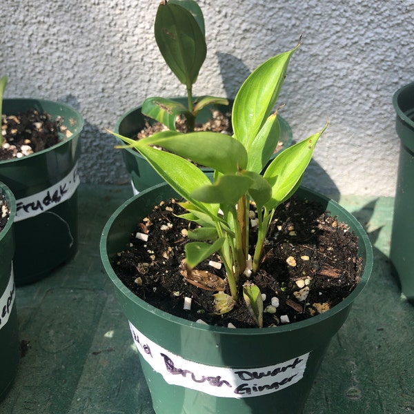 Golden Brush Dwarf Ginger - Burbidgea Schizocheila - Etsy