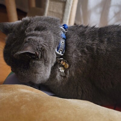 Kitten Collar Puppy Collar Charm Small Wire Wrapped Crystal Pet Charm ...