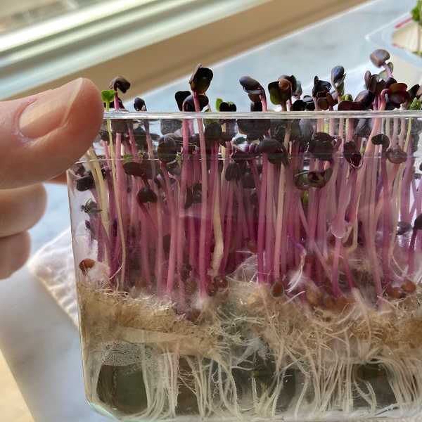 Wheatgrass Grow Kit Grow Your Own Wheatgrass Superfood in Your Home or ...