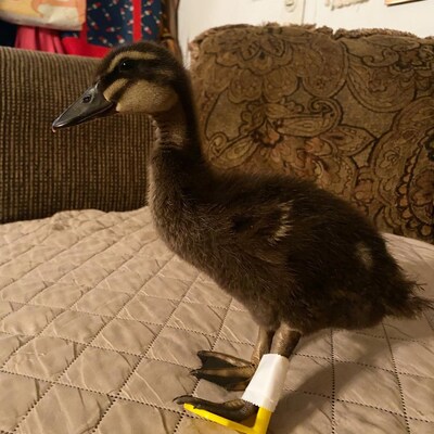 Foot Splint for Chickens With Missing Toes/bumble Foot or Webbing With ...