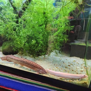 Slate Cave Hide 6x6x3.5 Bottomless for Fish, Snake, Reptile, Turtle ...