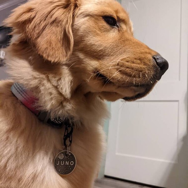 Luna Dog Tag, Pet ID Tag, Personalized Dog Tag, Microchip Pet Tag ...