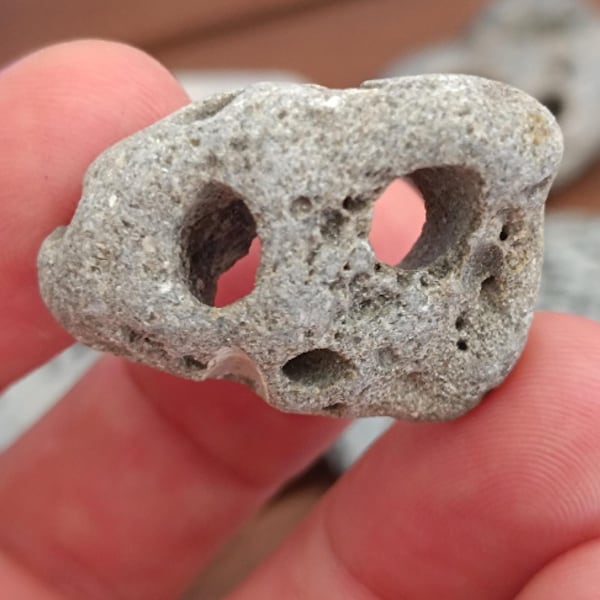 Large Huge Beautiful Shell, Big Shell, Huge Ocean Shell, Sea Shell ...