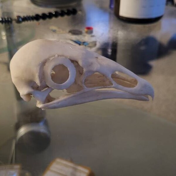 Puma or Mountain Lion Skull Replica (museum Quality) - Etsy