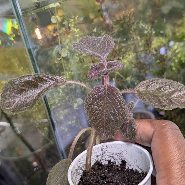 Episcia Charm 2”pot - Etsy
