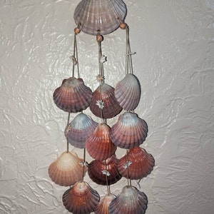 30 Zebra Top Seashells Seashells Australian Seashells Seashell Craft ...