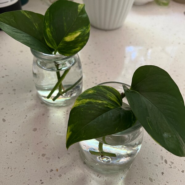 Square Glass Propagation Jar Vessel - Etsy