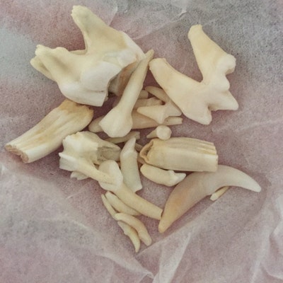 Real Animal Teeth Assorted Species 25 Pieces Stock No. 1-52 - Etsy