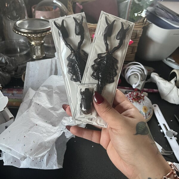 Assorted Bugs Insects Specimen Wholesale Mix Lot Bulk - Etsy