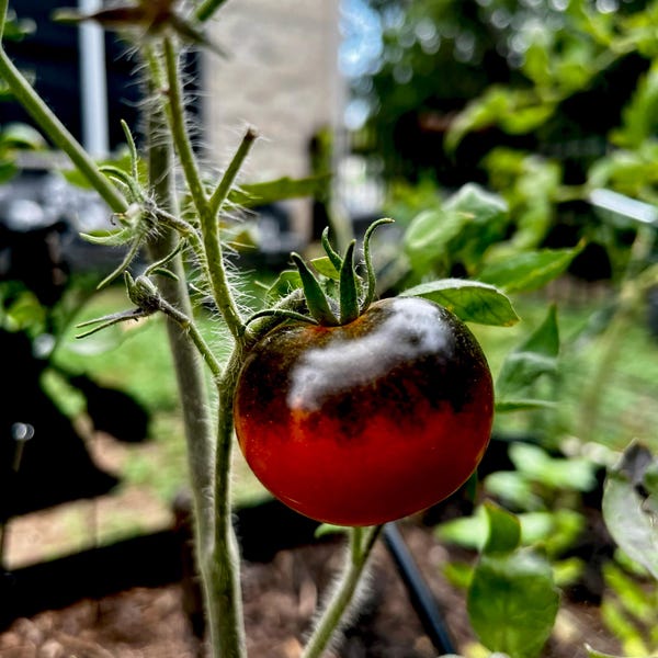 Firecracker (indian Hybrid) Hot Pepper Seeds - Etsy