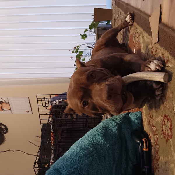 1 POUND - ANTLER MAN® Premium Deer Antler Pieces - Dog Chews - Sold by ...