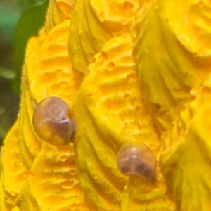 3 Downoi Plants Aka little Star Live Aquarium Plants Free | Etsy