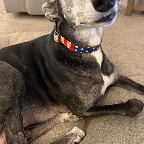 Paisley Flip Flop Red Greyhound Martingale Dog Collar - 1", 1.5", 2 ...