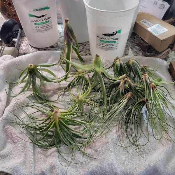 25 Piece Assorted Air Plant Variety Pack | Tillandsia Mix | Wholesale ...
