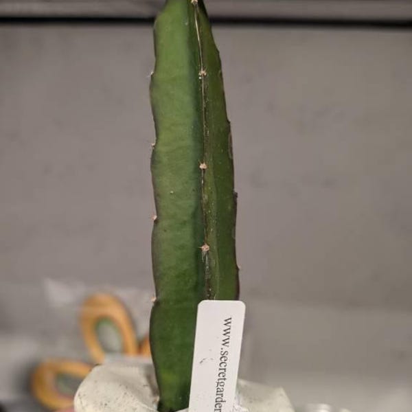 Dragon Fruit, Hylocereus 'edgar's Baby' Rooted Plant Shipped in 3" Pot ...