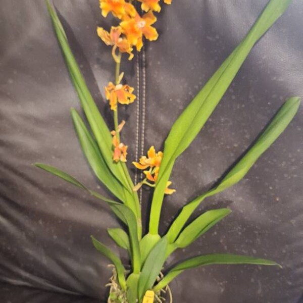 Paphiopedilum Mem Albert Eickoff kolopakingii X Stonei Blooming Size ...