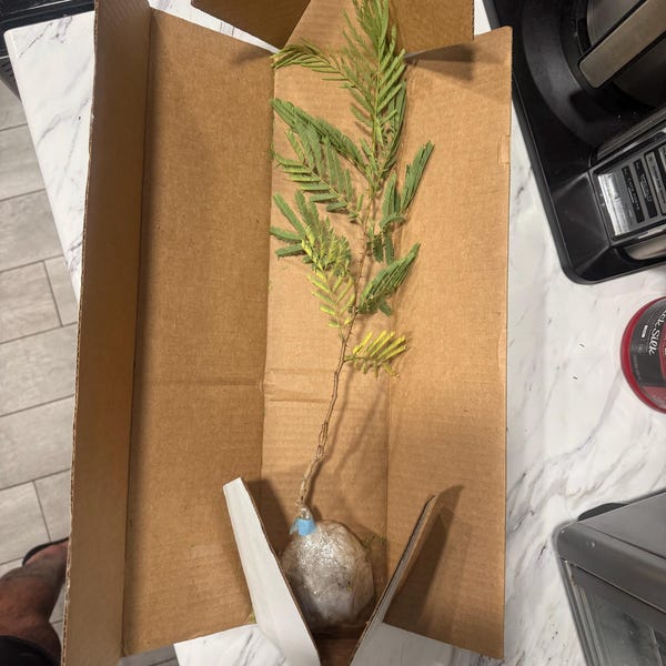 Texas Ebony, Native Texas Tree Seeds and Seedlings: Ebenopsis Ebano ...