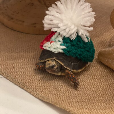 Festive Pom Pom Turtle/ Tortoise Costume - Etsy