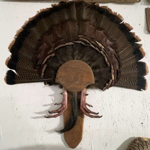 Classic Turkey Fan Mount - Etsy