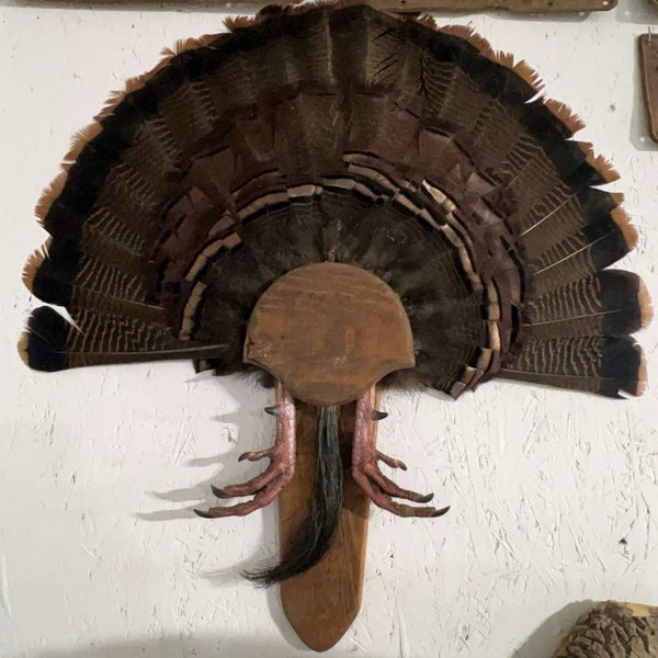 Classic Turkey Fan Mount - Etsy
