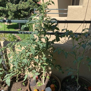 Zapotec ruffled tomato rare Mexican heirloom 15 seeds loves | Etsy