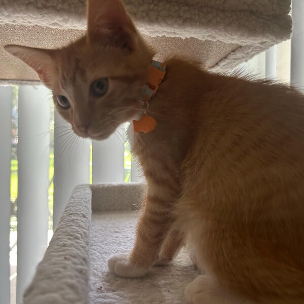 Fish Cat Collar With Bell and Charm, Cute Boy Cat Breakaway Collar ...